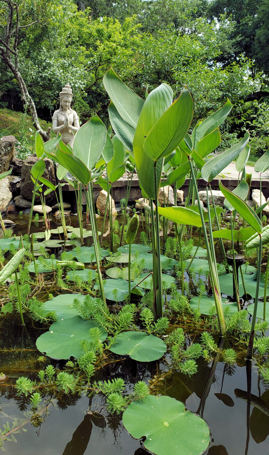 Toothpaste, Diatoms, and World Peace | Michael Mamas Blog